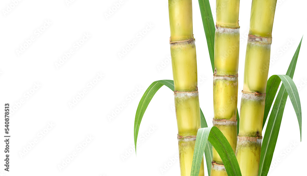 Sugar Cane Stalks