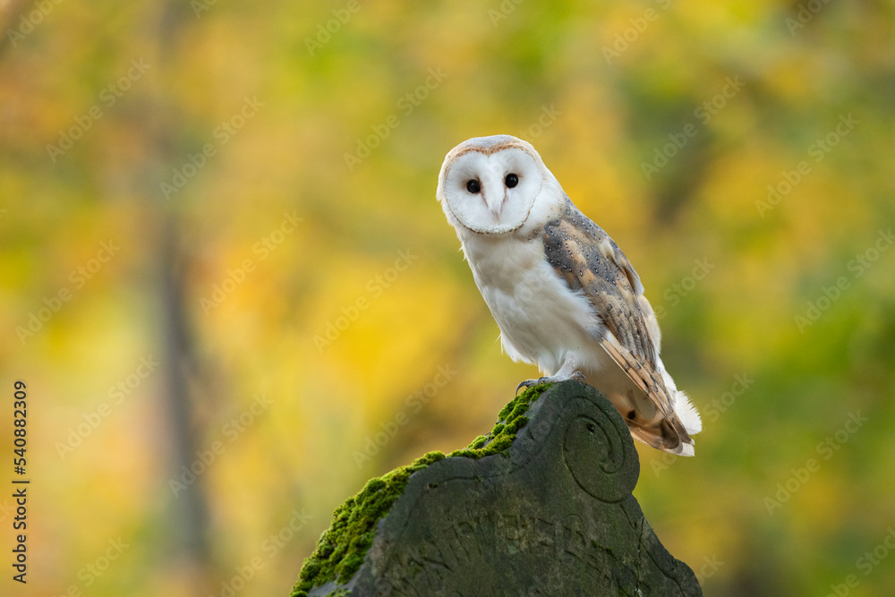 he barn owl (Tyto alba) is the most widely distributed species of owl ...