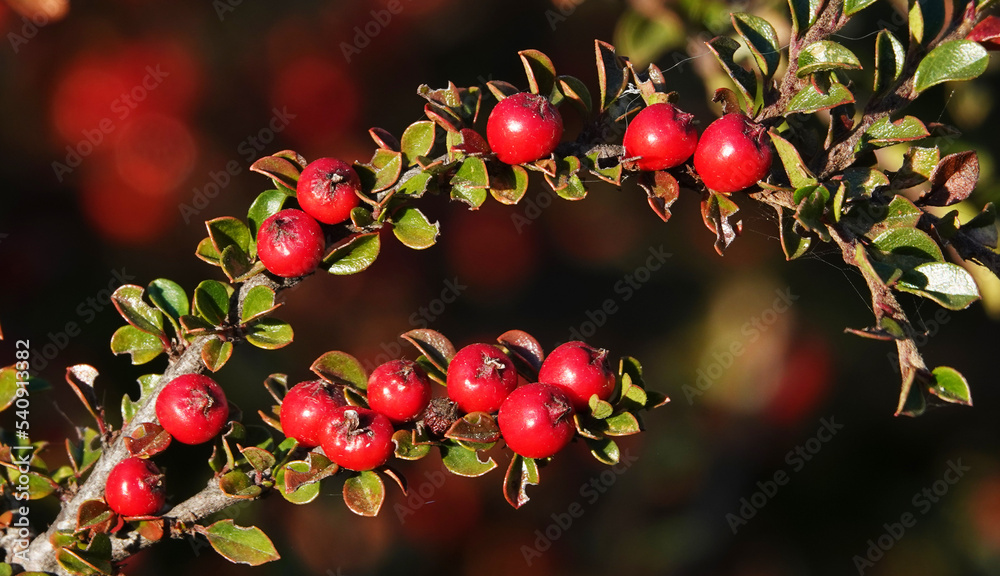 Tank pressed berry on a branch Stock Photo | Adobe Stock