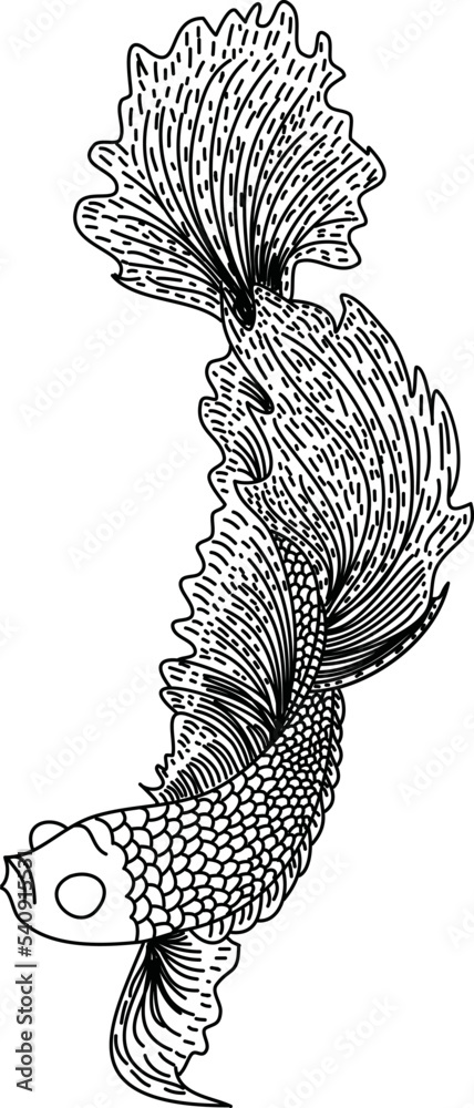 Outline Betta fish vector.beautiful Fighting fish, Line art Hand ...