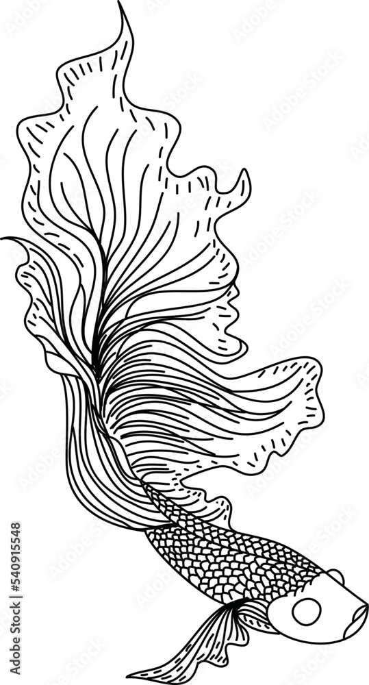 Outline Betta fish vector.beautiful Fighting fish, Line art Hand ...