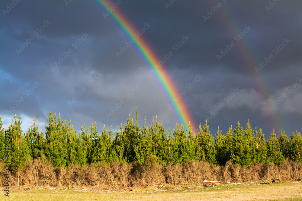 Bright double rainbow over young pine forest, dark stormy sky and clear ...