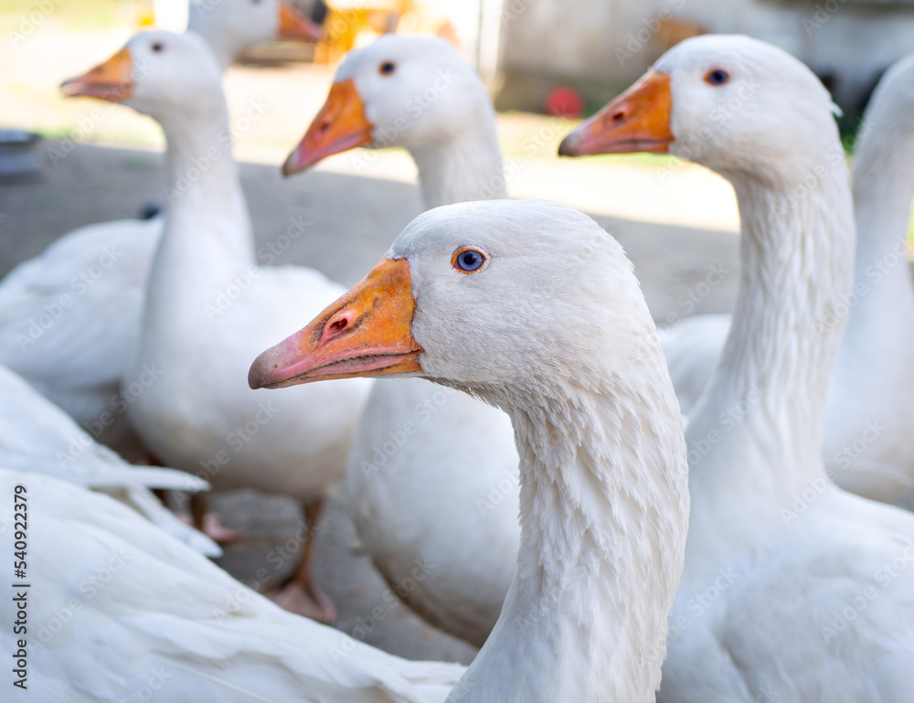 stado gesi domowych Stock Photo | Adobe Stock