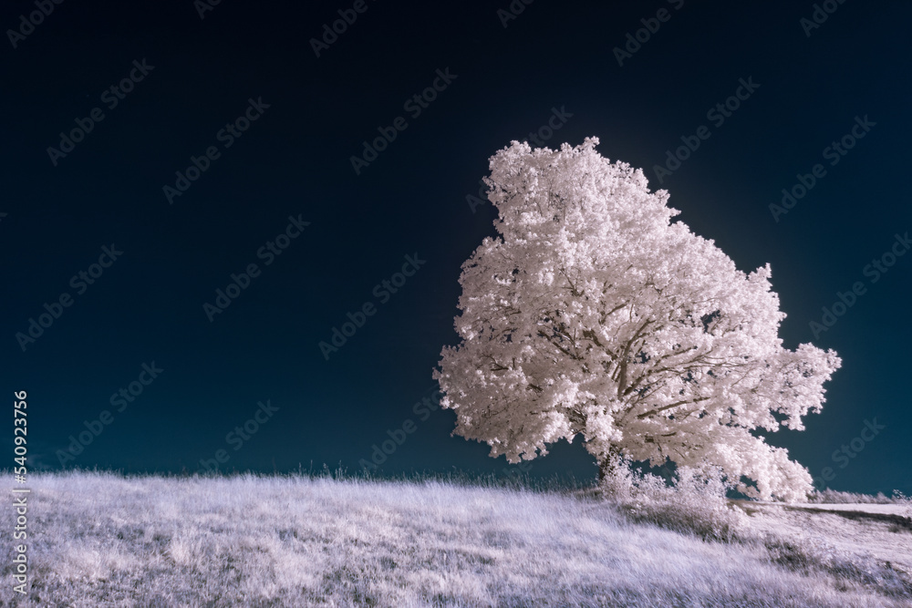 Poster infrared photography - ir photo of landscape under sky with ...