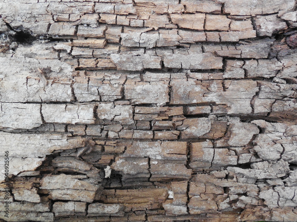 The surface of an old half-rotted wooden board, with cracks and ...