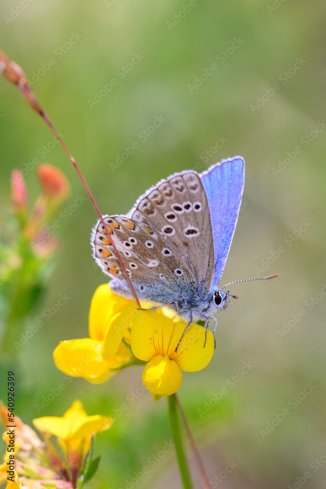 Polyommatus bellargus - the Adonis blue on the common bird's-foot ...