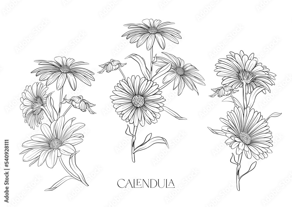 Calendula medicinal herbs and flowers. Set of flowers and leaves ...