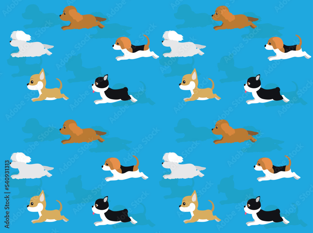 Boston Terrier Maltese