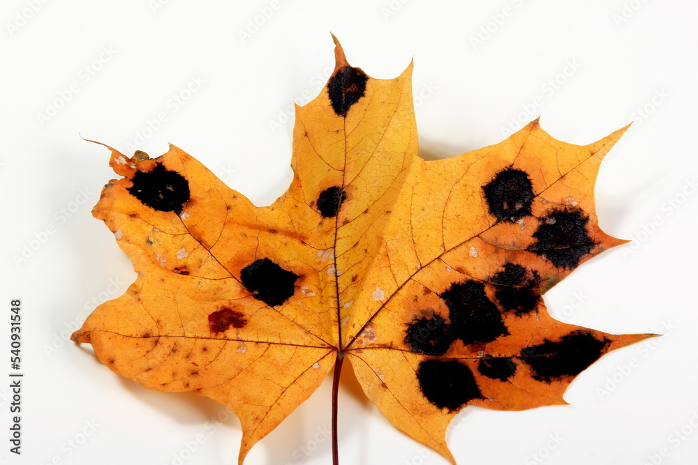 Yellow Maple leaves with black and white spots. Fungal disease or tar ...