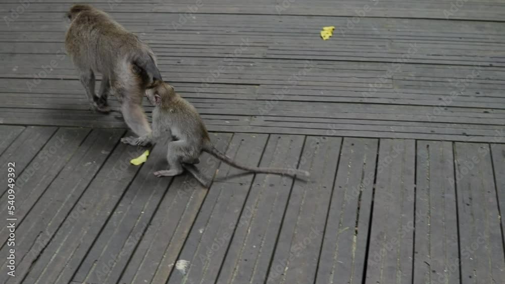 To get on top of the mother monkey, who is walking alongside her on a ...