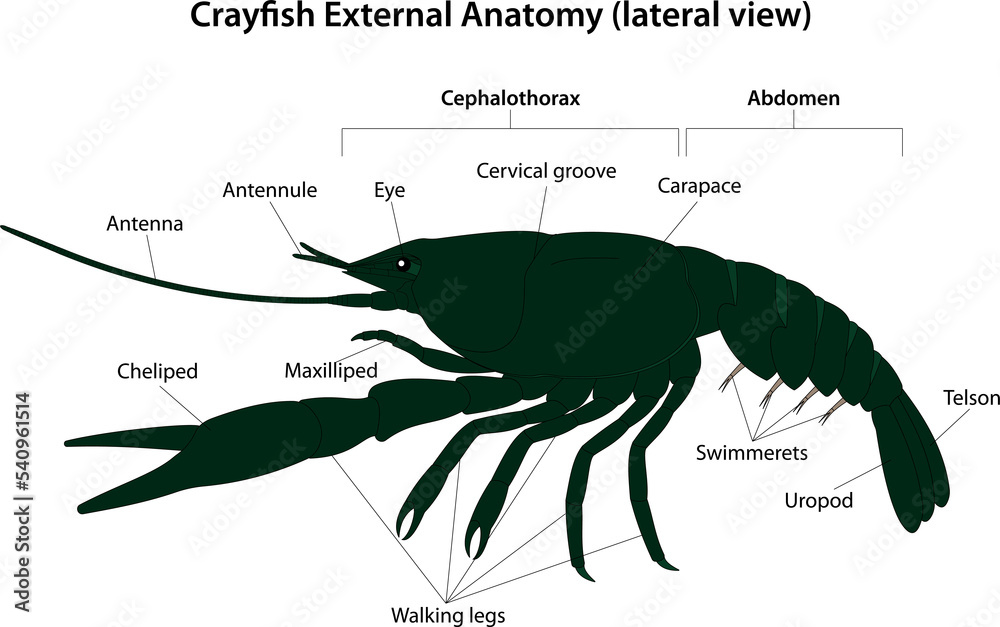 Crayfish External Anatomy (lateral view) Stock イラスト | Adobe Stock