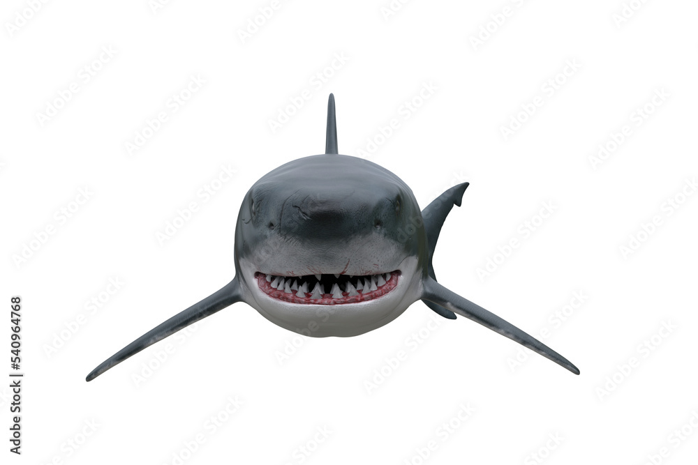 Great White Shark front view. 3D render isolated on transparent ...