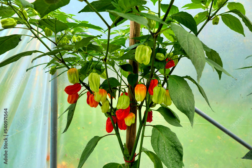 Habanero Chilli plant showing the chillies changing colour from green ...