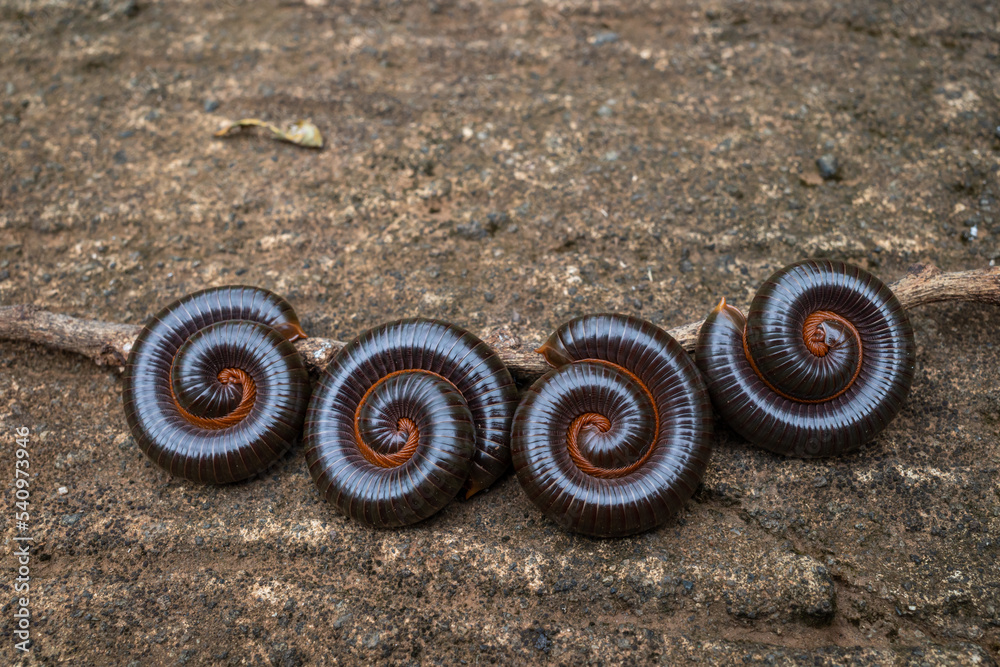 millipedes are arthropods that have two pairs of legs per segment ...