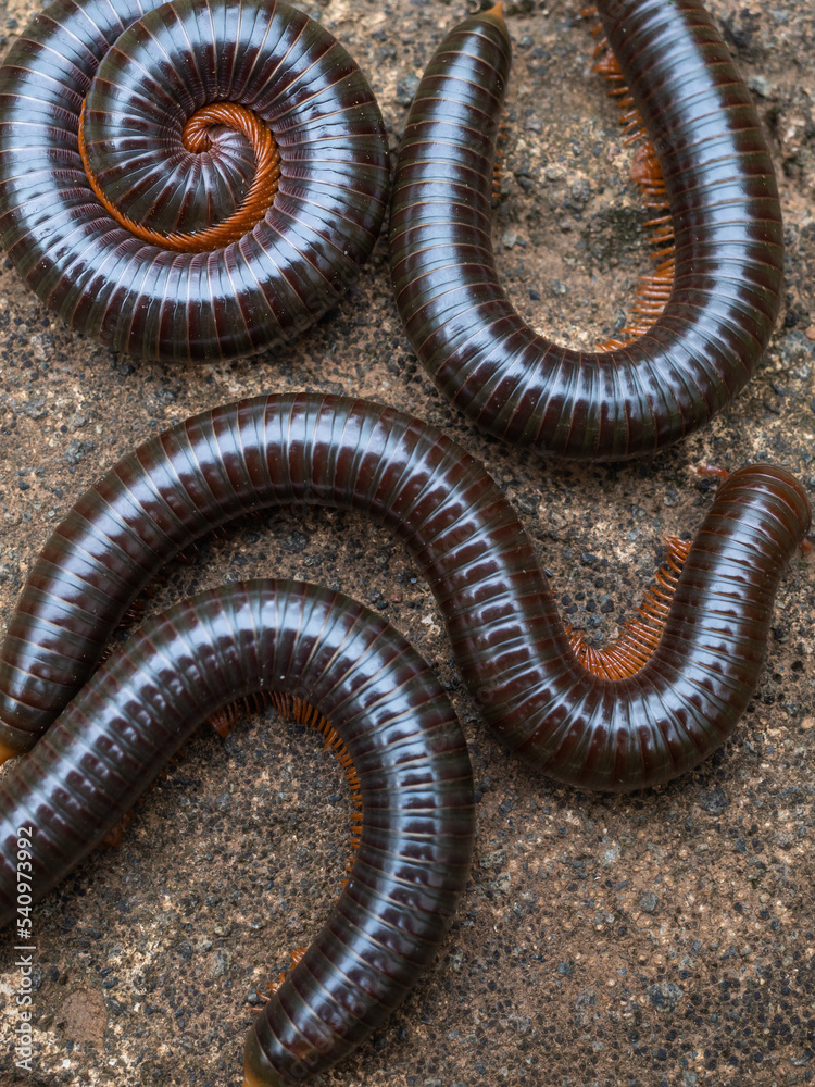 millipedes are arthropods that have two pairs of legs per segment ...