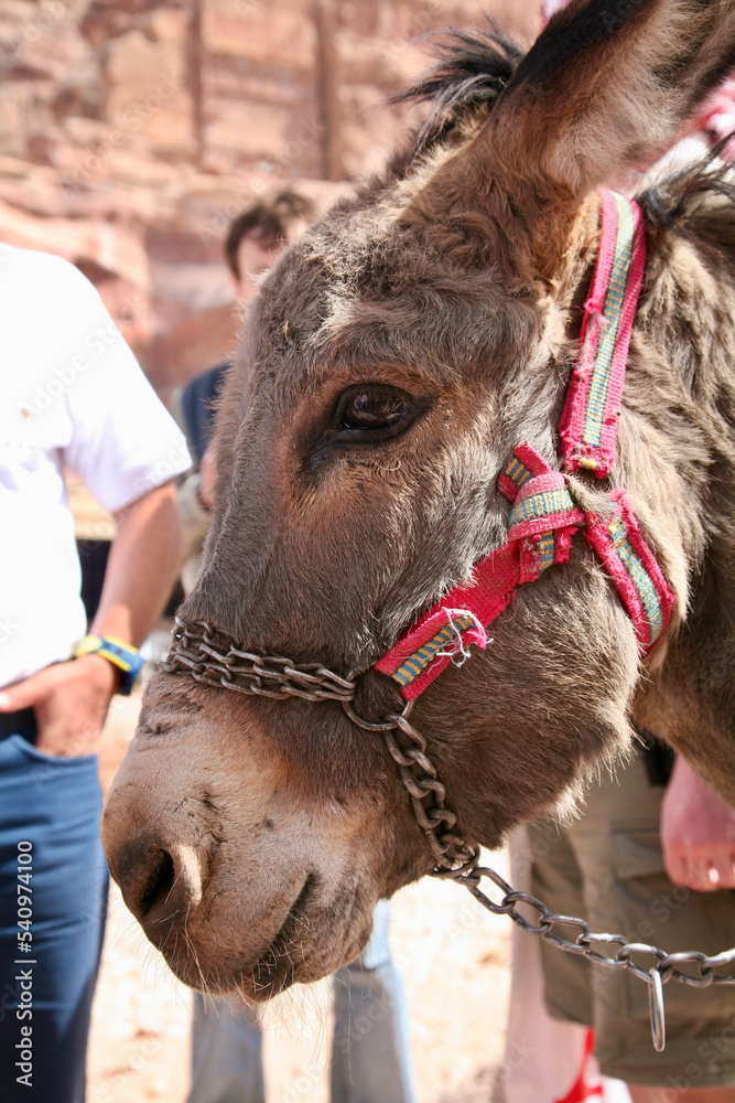 Petra, Jordan, November 2019 - A dog wearing a horse mask posing for ...