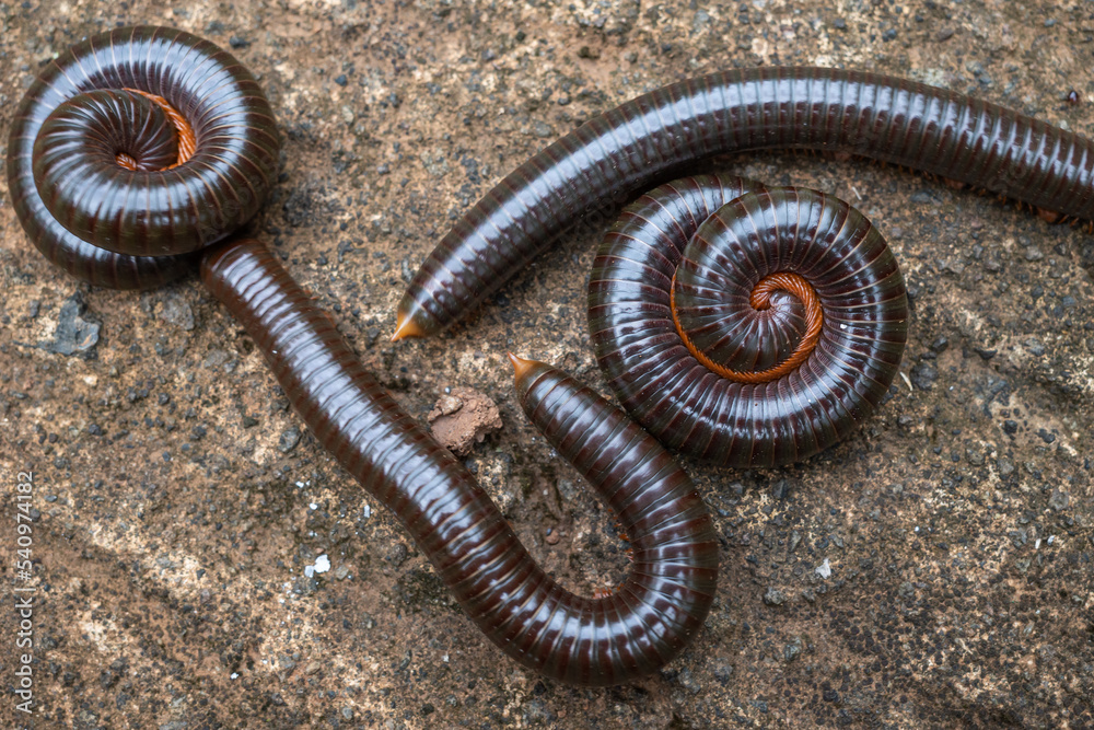 millipedes are arthropods that have two pairs of legs per segment ...