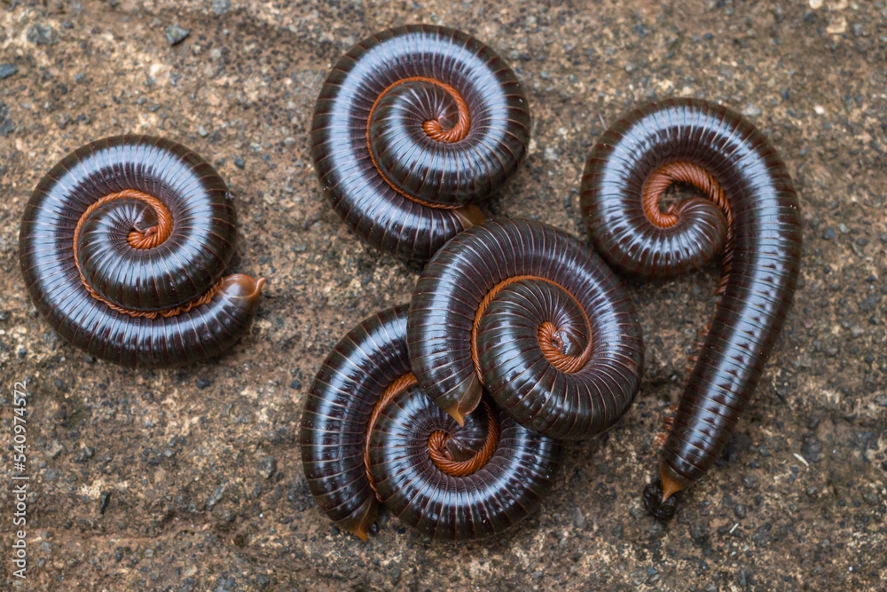 millipedes are arthropods that have two pairs of legs per segment ...
