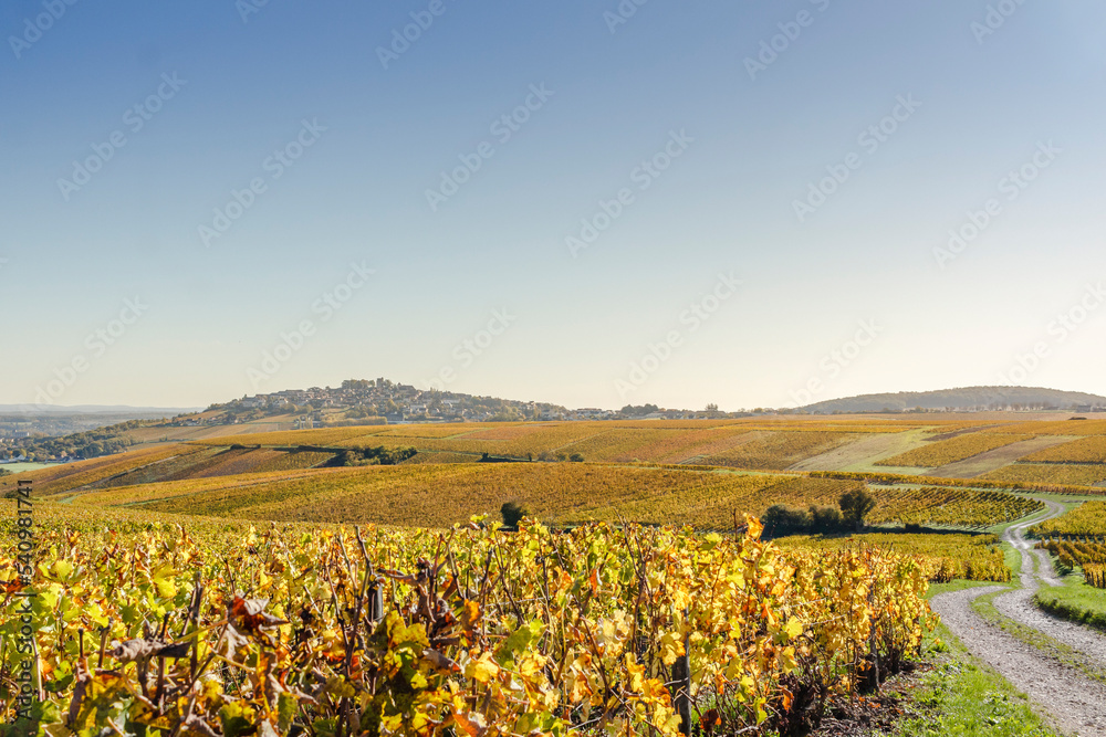 Sancerre vineyard in autumn, vineyard landscape, Sancerre village ...