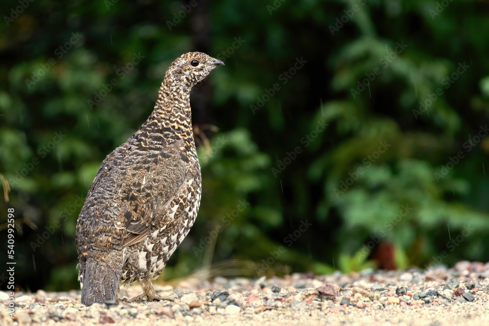 Female spruce grouse (Falcipennis canadensis) in the rain against a green background, on gravel ...