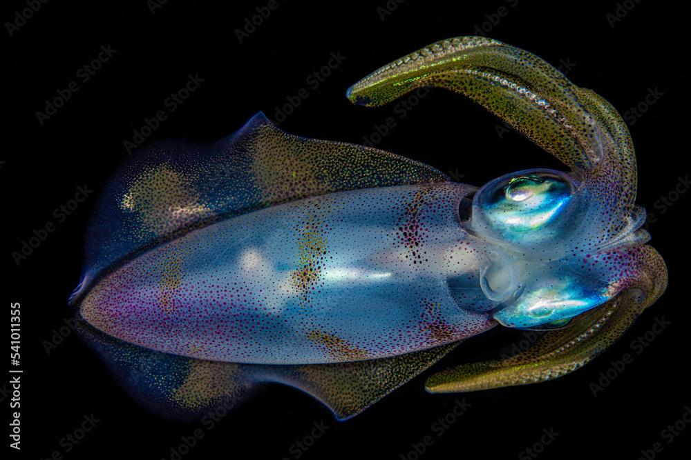 Rainbow macro squid Sepioteuthis lessoniana in black water of Red Sea ...