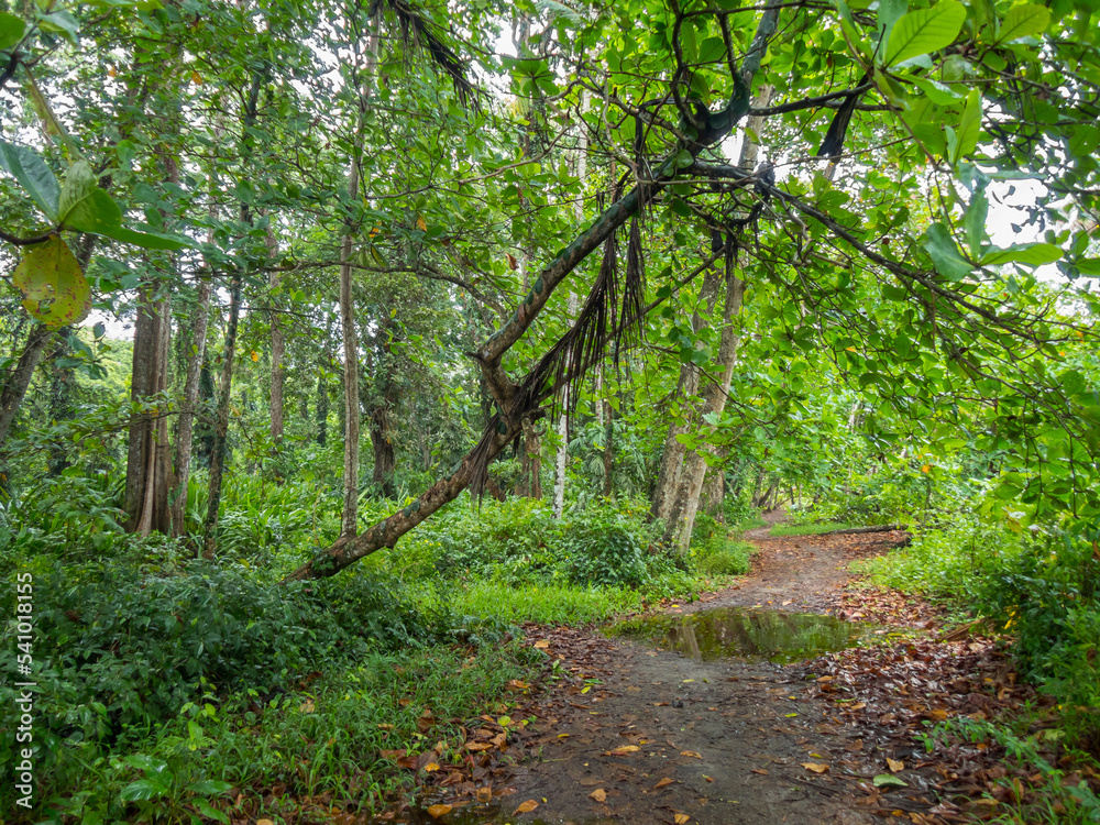 Foto de Bosque y sendero en la costa de Puerto Viejo, Costa Rica do ...