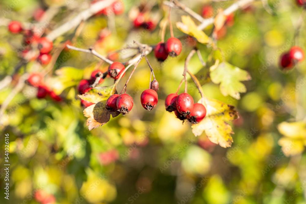 Red rose hips of dog rose. Rosa canina, commonly known as the dog rose ...
