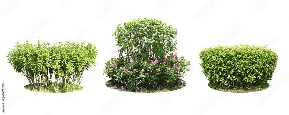 Ornamental plants and green shrubs and flower bushes. (shrubs) Square ...