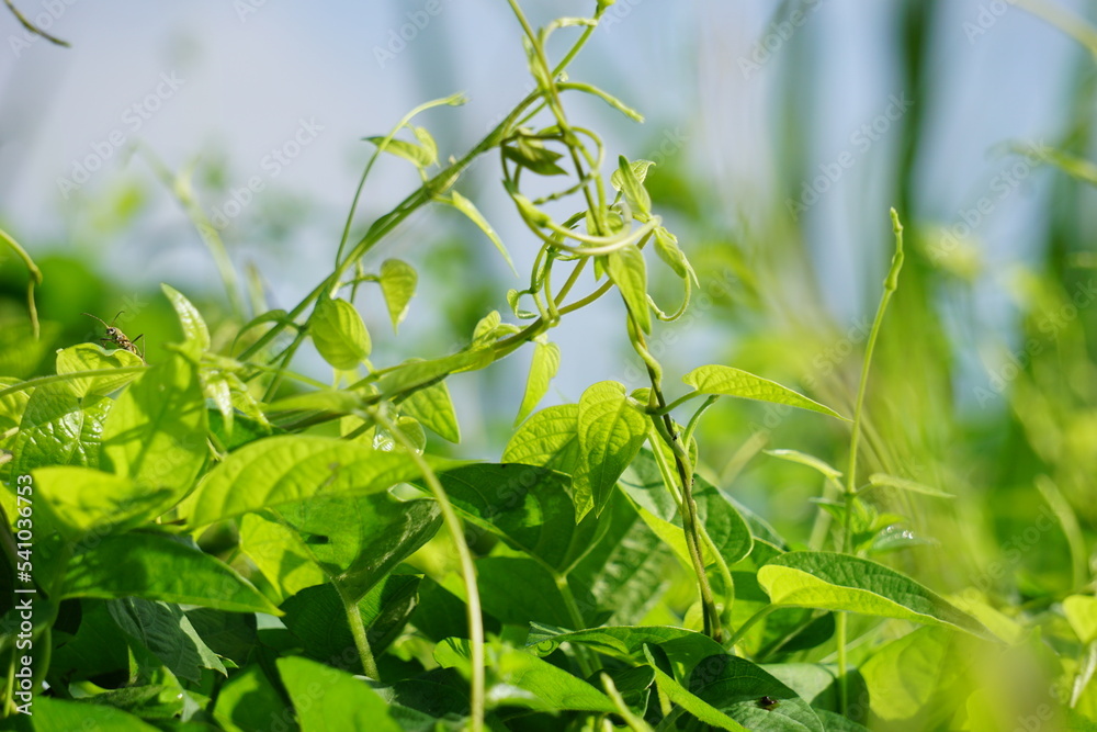 Stockfoto Paederia foetida (Also called skunkvine, stinkvine, gembrot ...