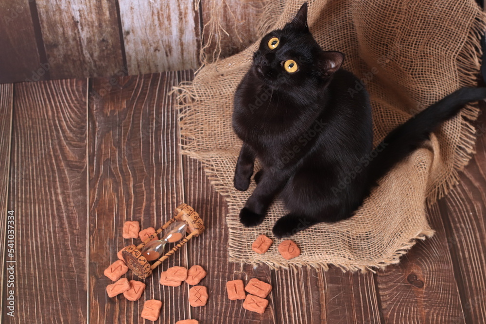 still life in Gothic Halloween style. Black cat, runes, hourglass with ...