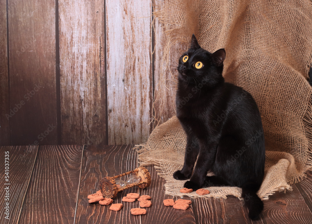 still life in Gothic Halloween style. Black cat, runes, hourglass with ...