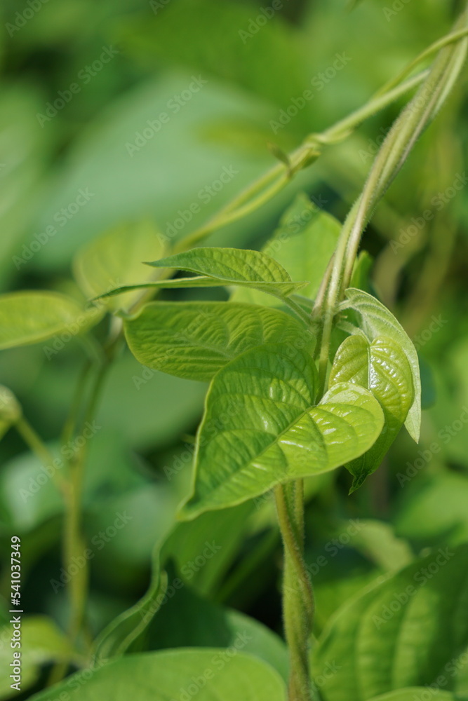 Paederia foetida (Also called skunkvine, stinkvine, gembrot, sembukan ...