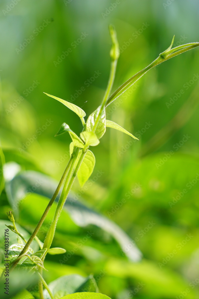 Paederia foetida (Also called skunkvine, stinkvine, gembrot, sembukan ...
