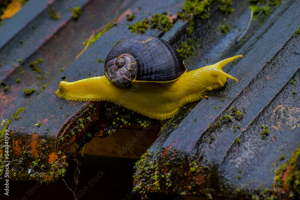 Indrella ampulla is a beautiful yellow wet snail which is moving slowly ...