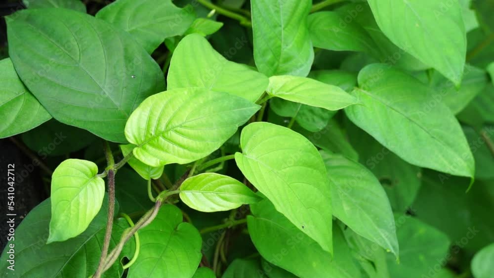 Paederia foetida (Also called skunkvine, stinkvine, gembrot, sembukan ...