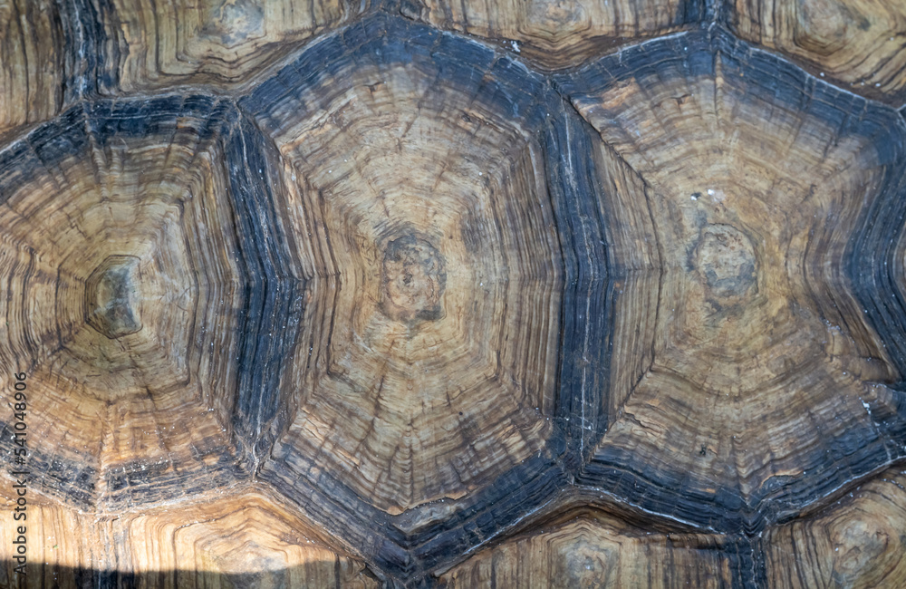 Tortoiseshell The back of a turtle with strength and pattern that ...