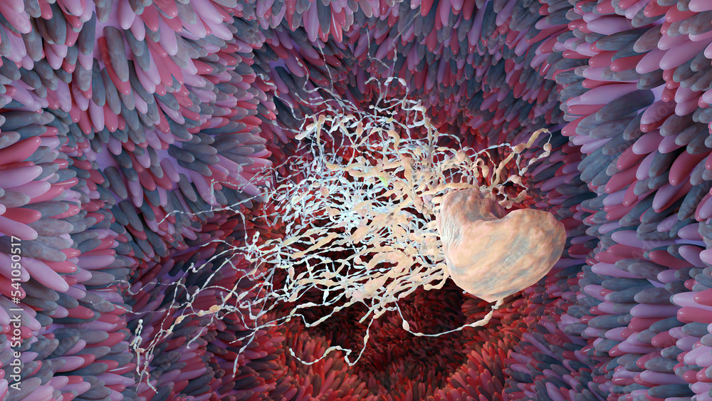 Helicobacter pylori illustration microaerophilic bacterium which ...