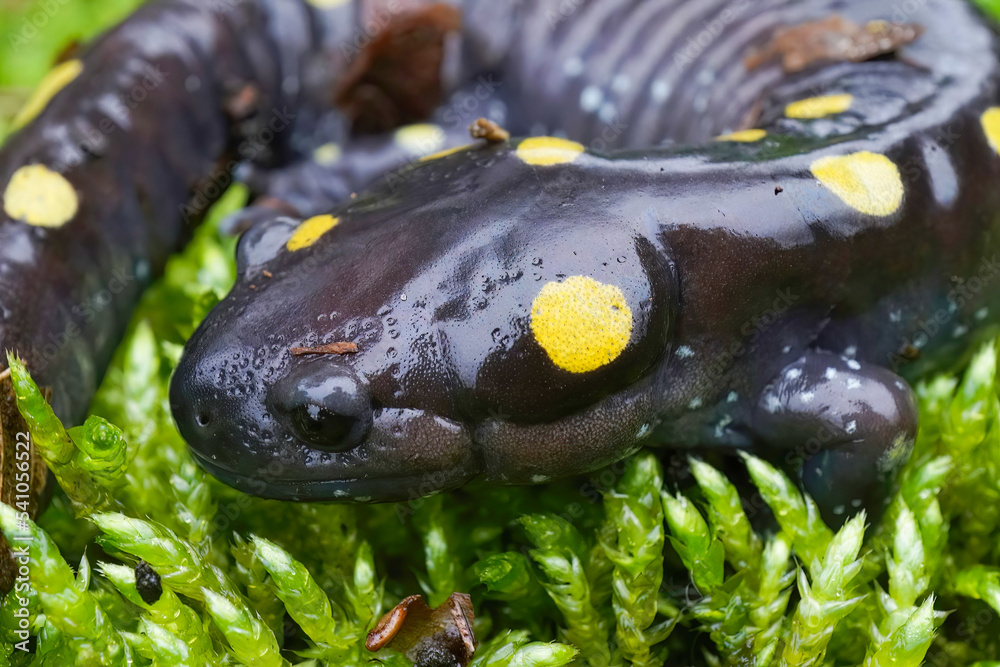 Closeup on an adult male North-American Spotted mole salamander ...