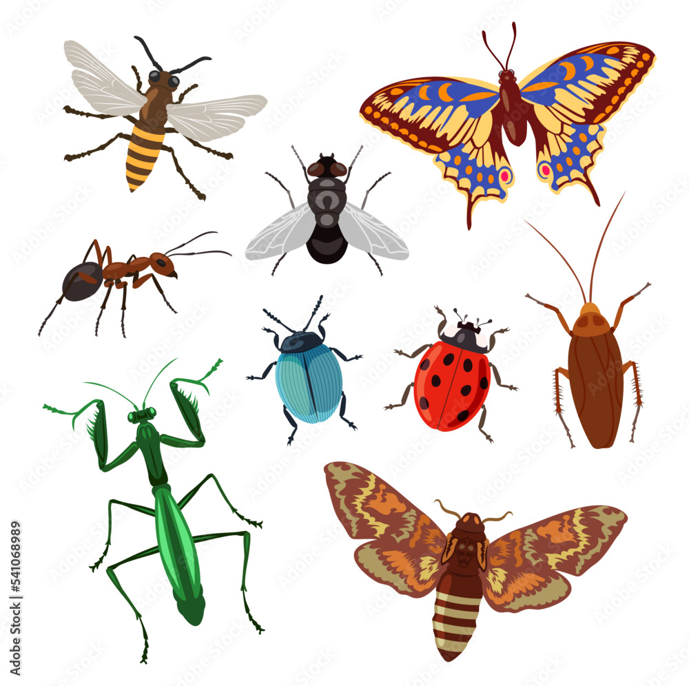 Realistic insects on white background cartoon illustration set. Lady ...