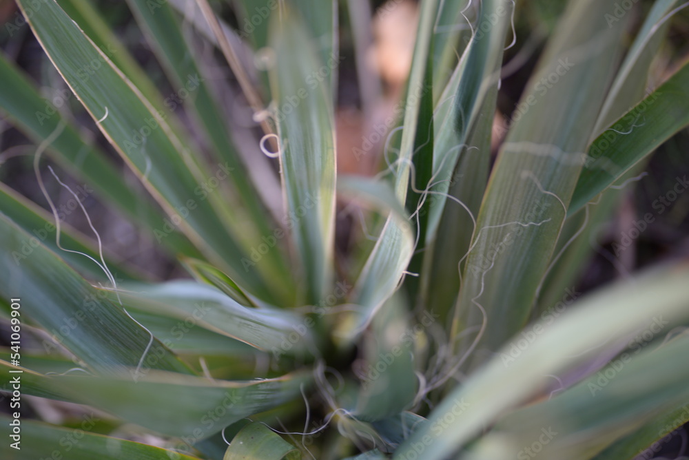 Yucca filamentosa green leaves blue yucca filamentous diagonally close ...