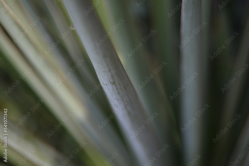 Yucca filamentosa green leaves blue yucca filamentous diagonally close ...