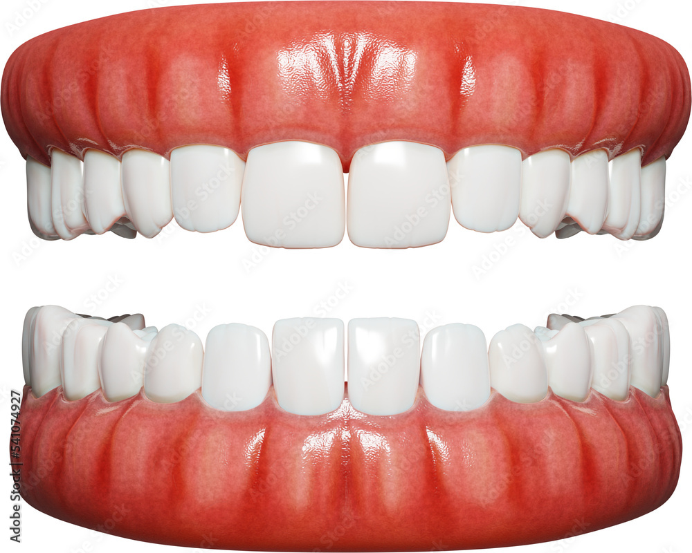 Human teeth, medical 3d illustration on a transparent background. Human ...