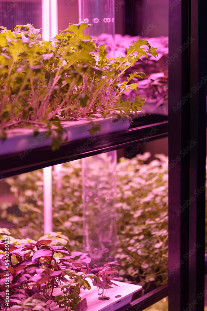 Full spectrum LED grow lights for lettuce and basil. Young Mizuna grow ...