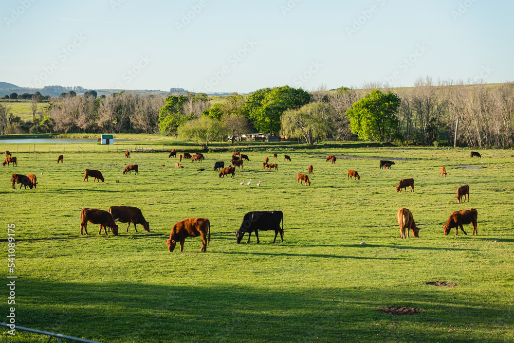 herd of black cattle and brown cows on green pasture over sunset in a ...