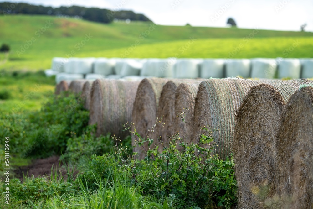 hay and silage bales stored on a farm in a stack yard in mexico Stock ...