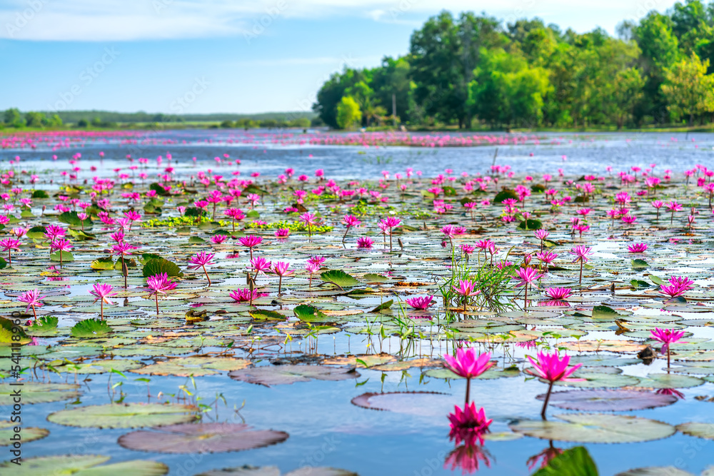 Fields water lilies bloom season in a large flooded lagoon in Tay Ninh ...