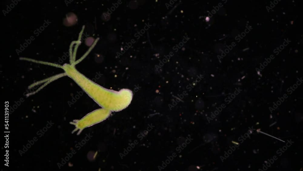 Hydra is a genus of small, fresh-water animals of the phylum Cnidaria ...