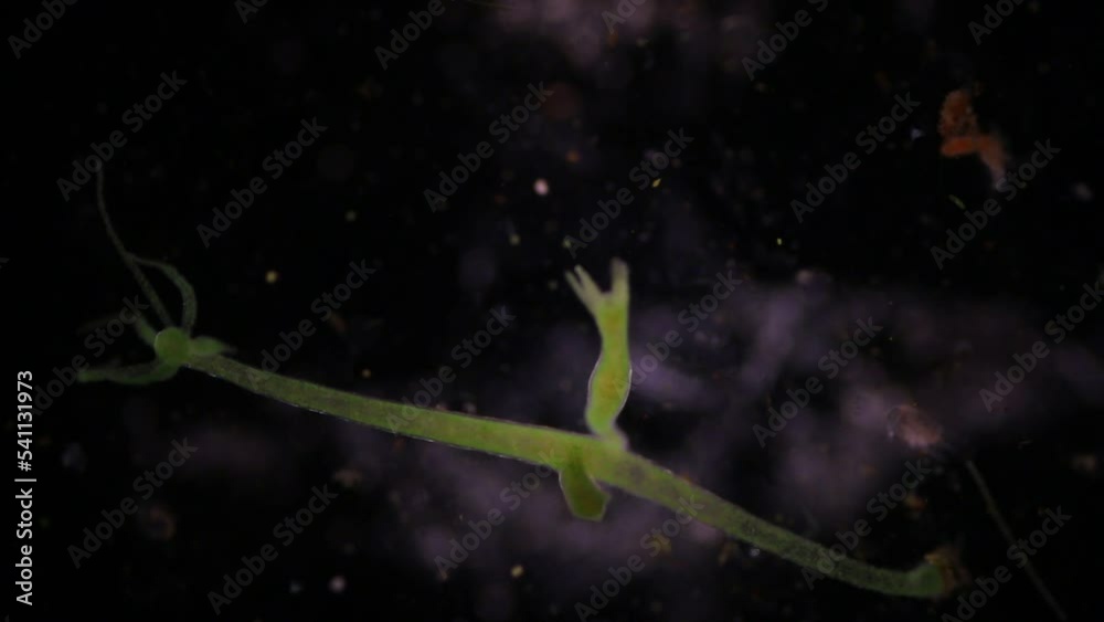 Hydra is a genus of small, fresh-water animals of the phylum Cnidaria ...