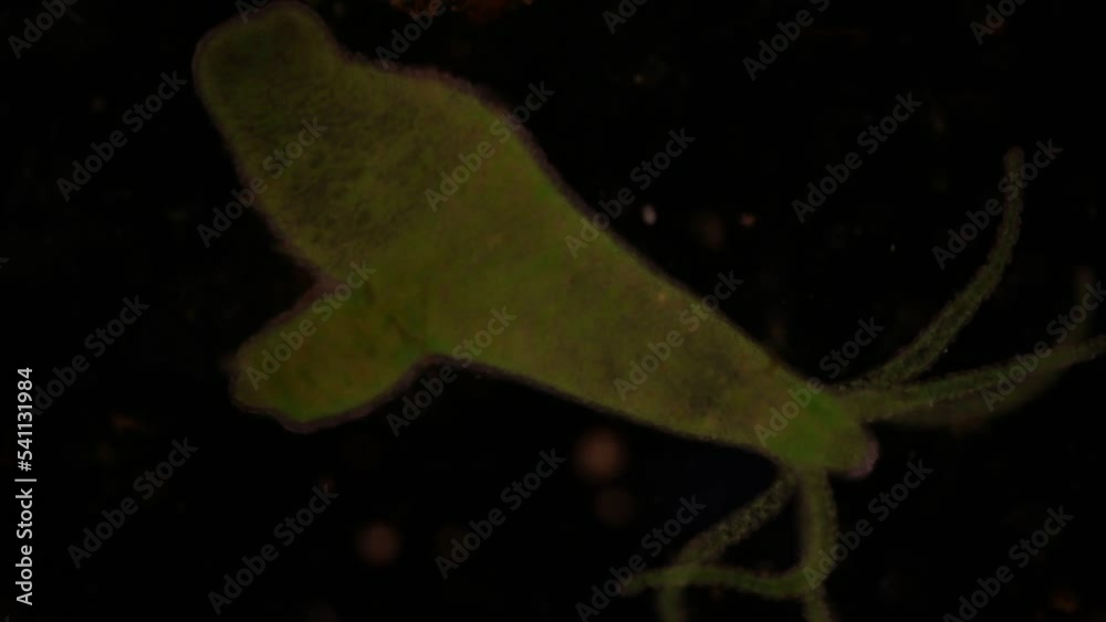 Hydra is a genus of small, fresh-water animals of the phylum Cnidaria ...