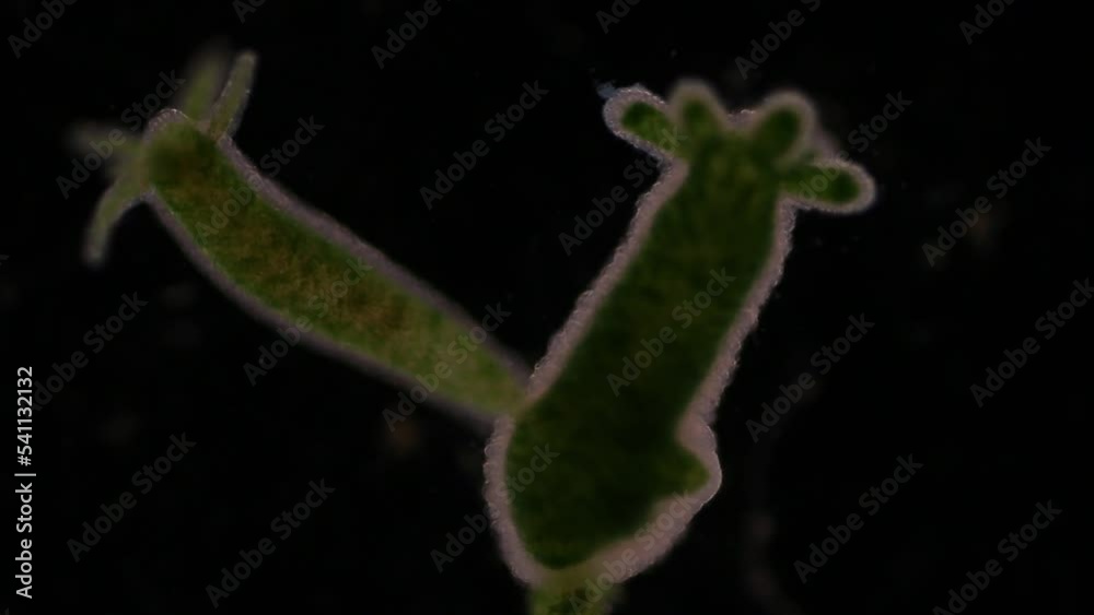 Hydra is a genus of small, fresh-water animals of the phylum Cnidaria ...